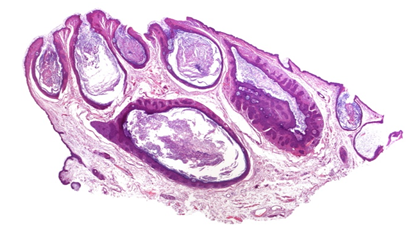 Maples Scientific Publisher | Open Access Journals | Peer-reviewed ...