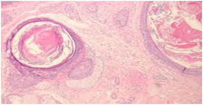 Maples Scientific Publisher | Open Access Journals | Peer-reviewed ...