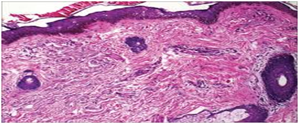 Maples Scientific Publisher | Open Access Journals | Peer-reviewed ...