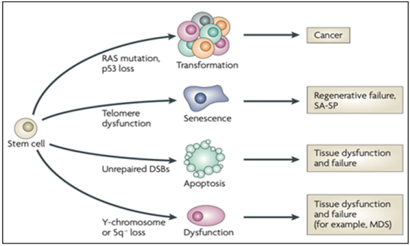 Maples Scientific Publisher | Open Access Journals | Peer-reviewed ...